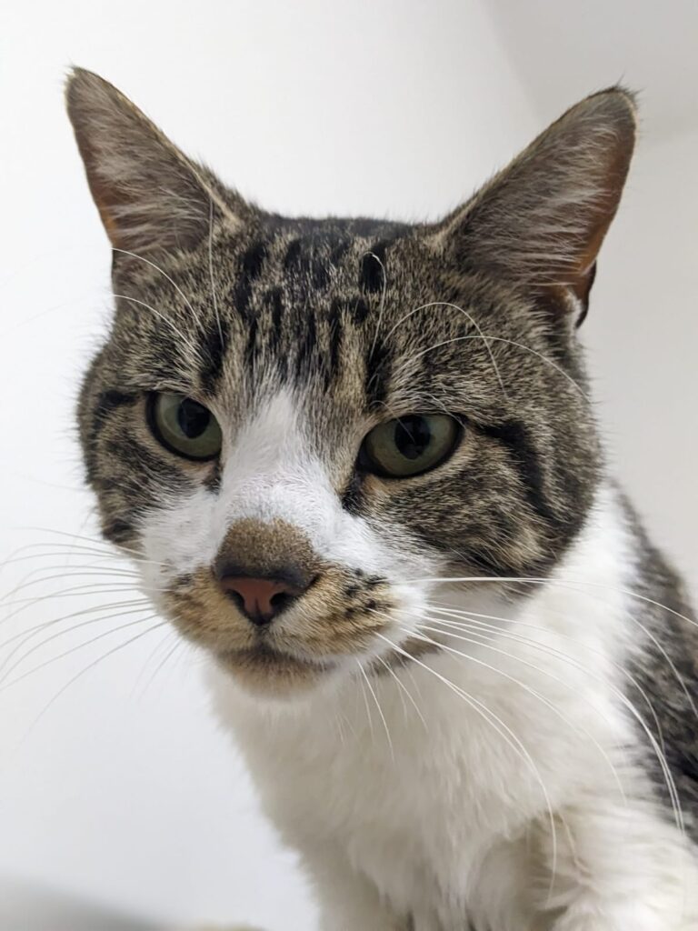 Our Cats – Finnegan's Whiskers Cat Cafe