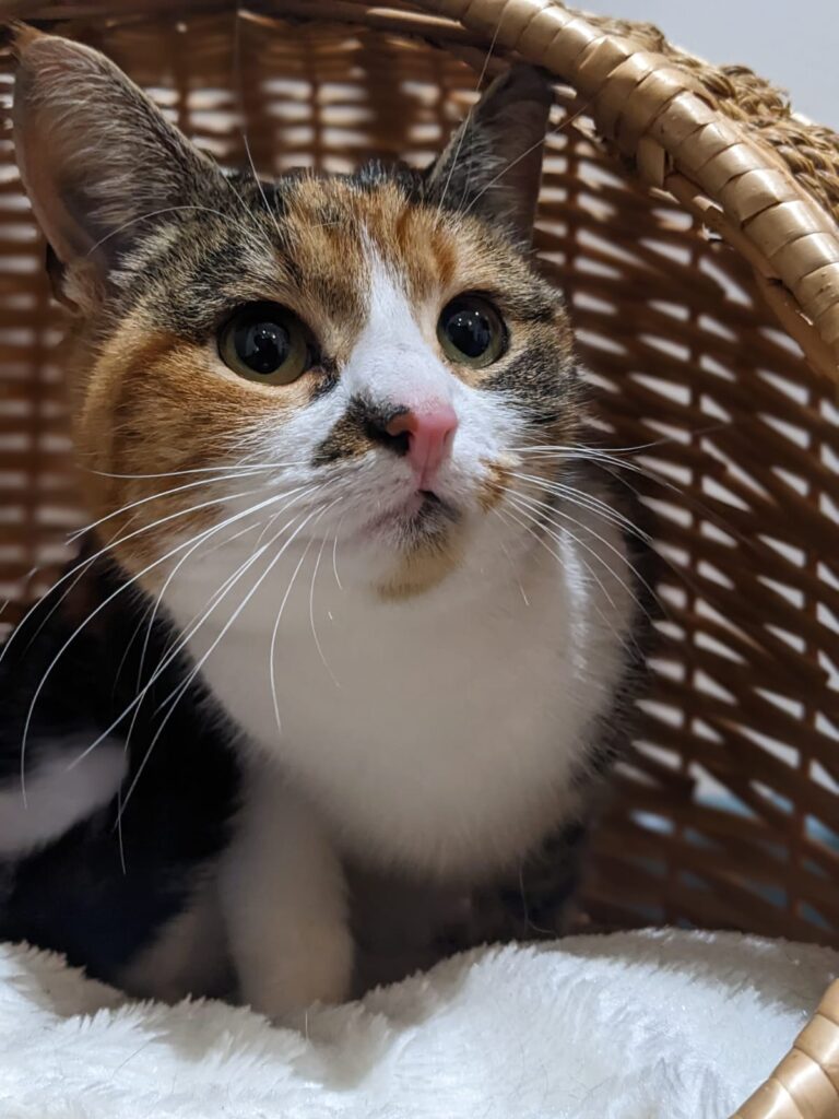Our Cats – Finnegan's Whiskers Cat Cafe