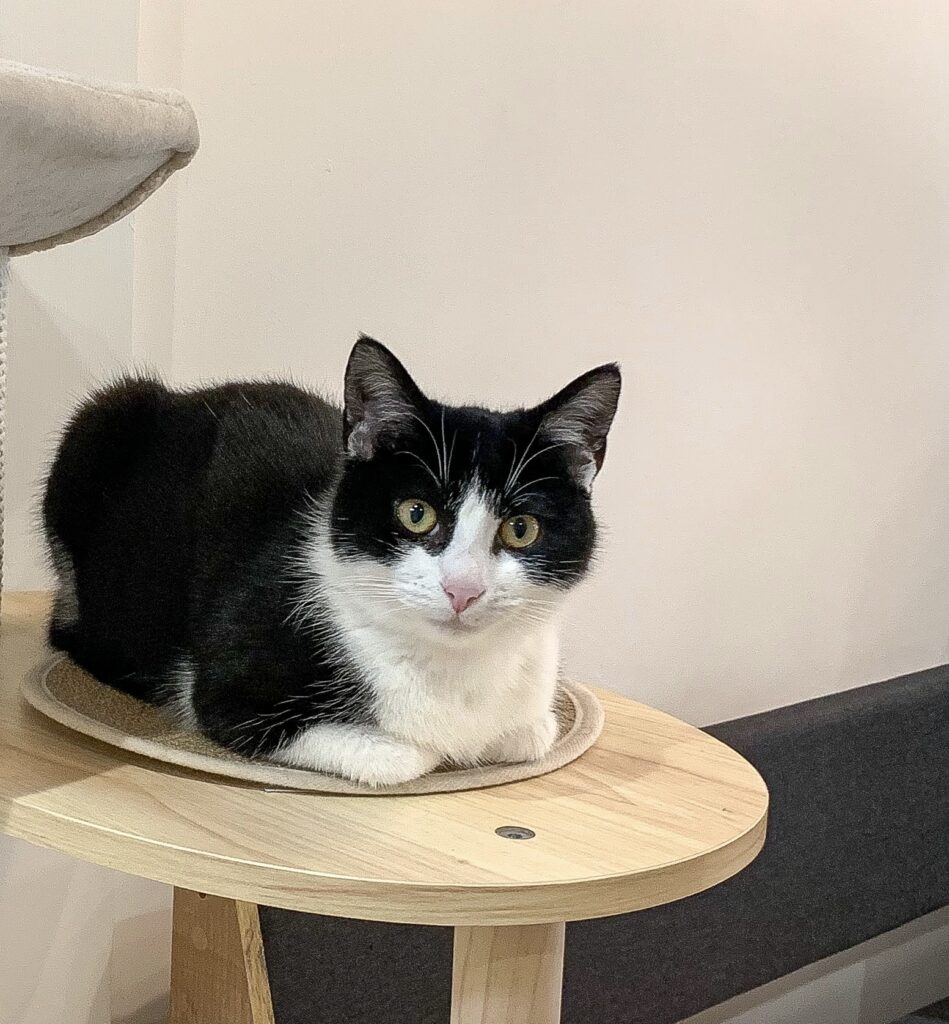 Our Cats – Finnegan's Whiskers Cat Cafe