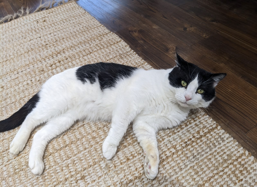 Our Cats – Finnegan's Whiskers Cat Cafe