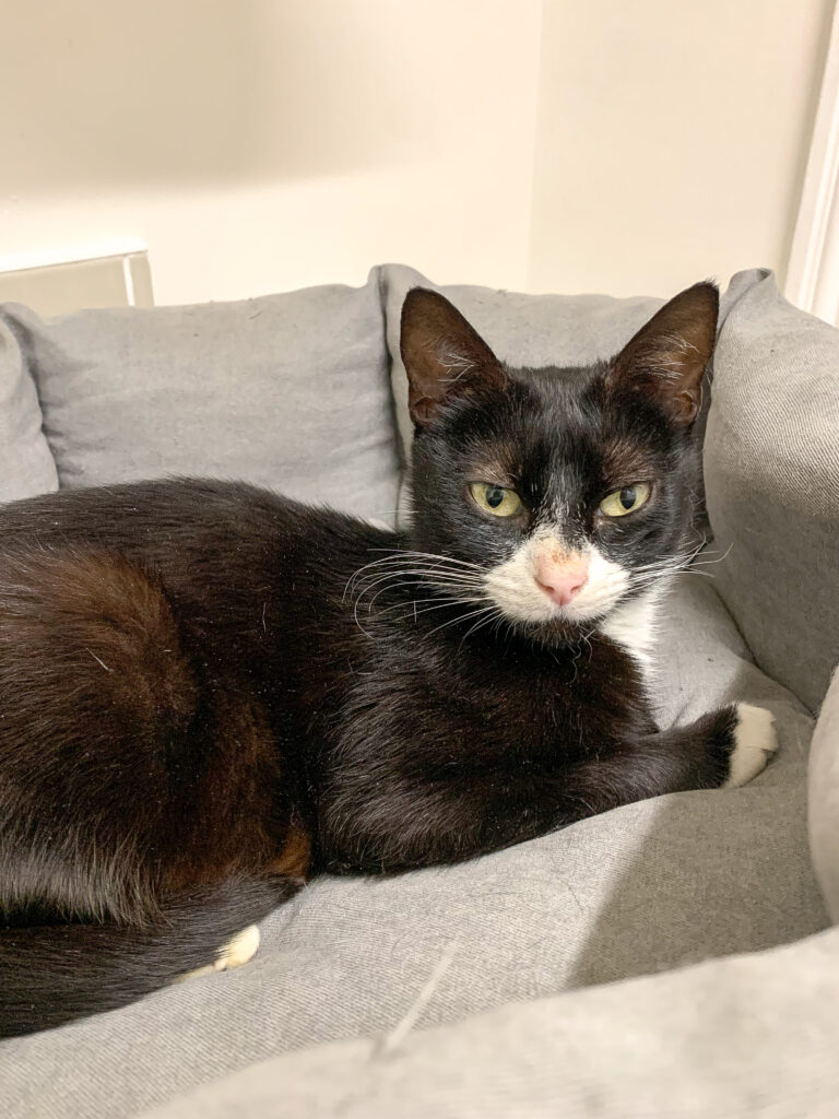 Our Cats – Finnegan's Whiskers Cat Cafe