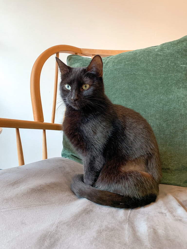Our Cats – Finnegan's Whiskers Cat Cafe
