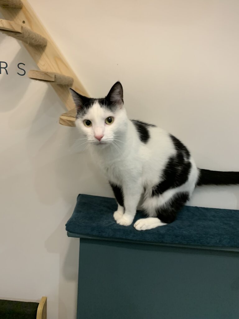 Our Cats – Finnegan's Whiskers Cat Cafe