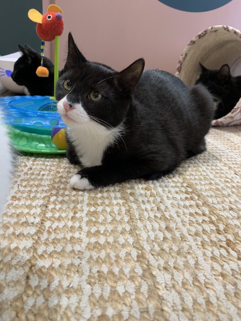 Our Cats – Finnegan's Whiskers Cat Cafe