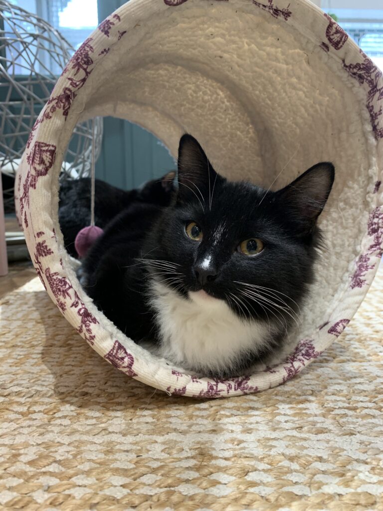 Our Cats – Finnegan's Whiskers Cat Cafe