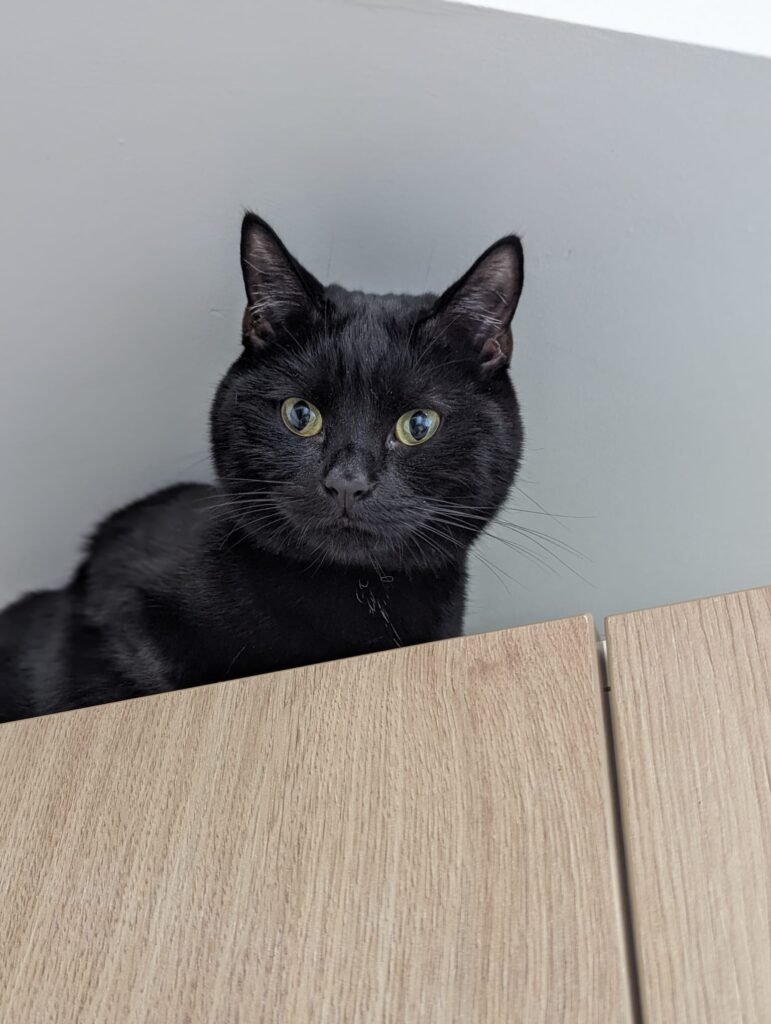 Our Cats – Finnegan's Whiskers Cat Cafe