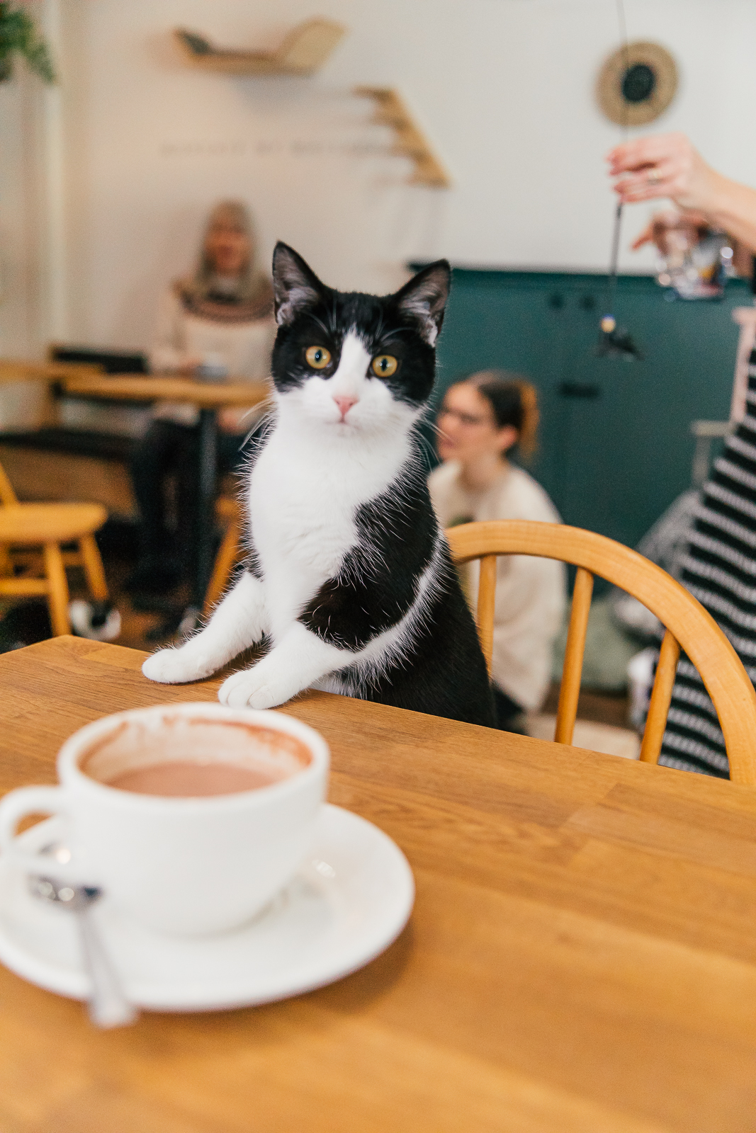 HOME - Finnegan's Whiskers Cat Cafe
